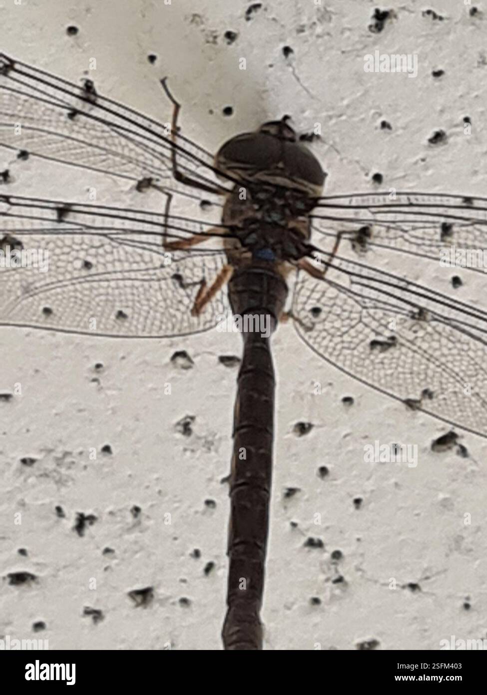 Twilight Darner (Gynacantha nervosa), Insecta, Kwakoegron, Suriname ...