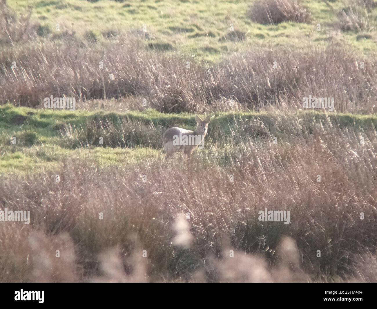 Water Deer (Hydropotes inermis), Mammalia, Norfolk, England, GB Stock ...