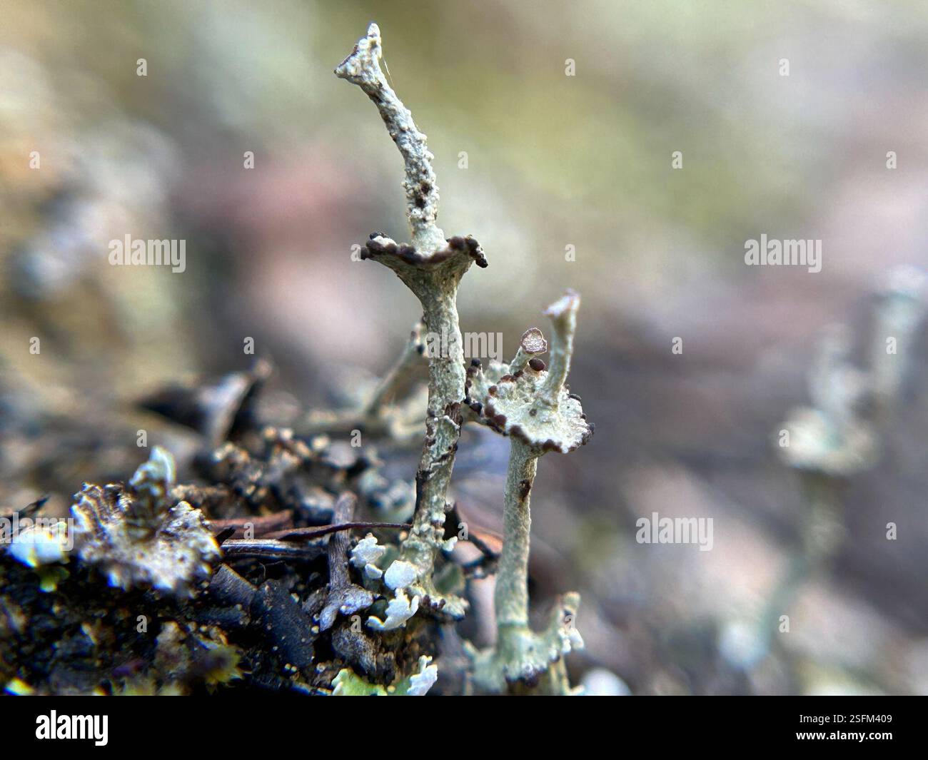 Ladder Lichen (Cladonia verticillata), Fungi, Montaña de Oro State Park ...