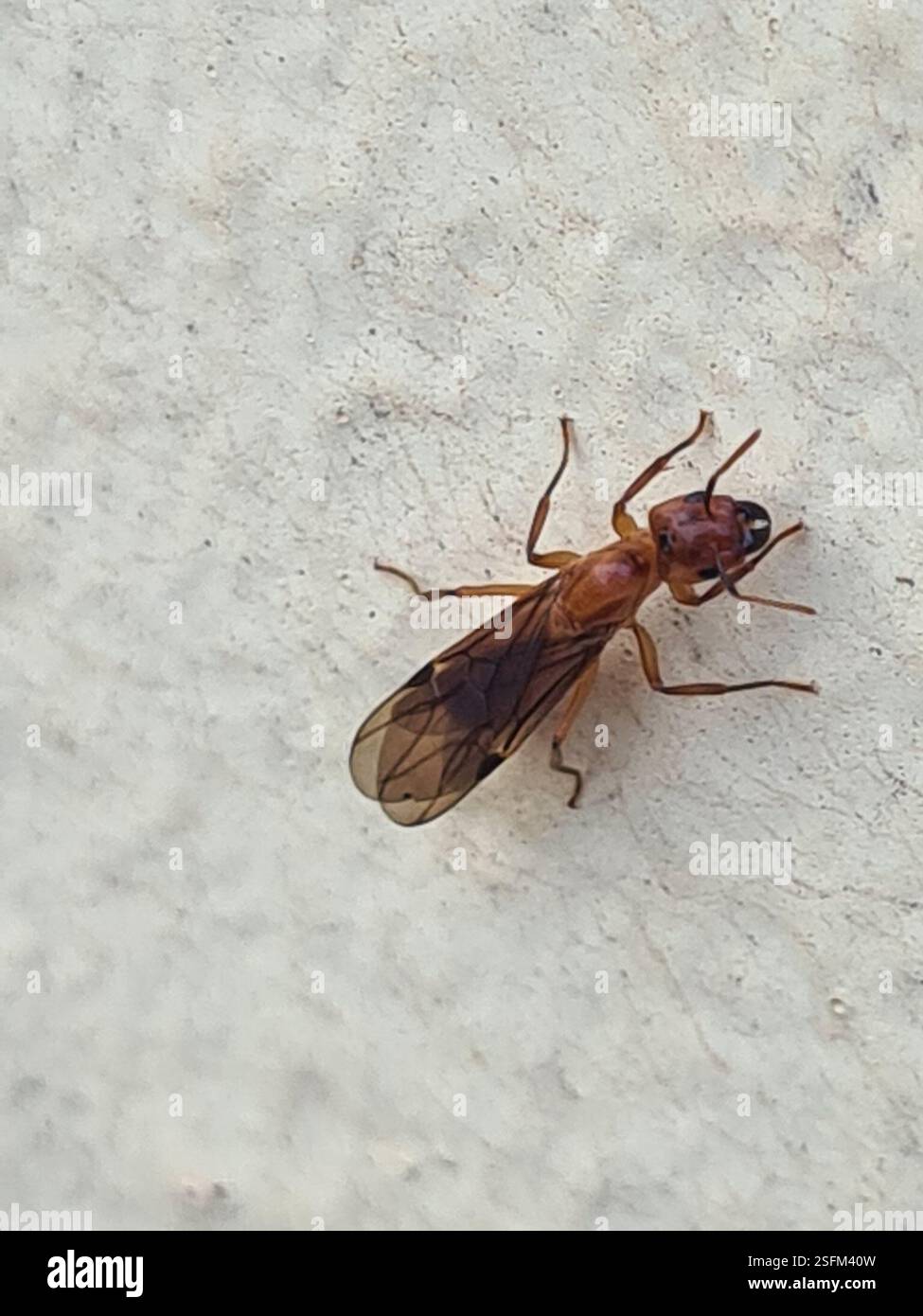 Cecropia Ants and Allies (Azteca), Insecta, Kwakoegron, Suriname Stock ...