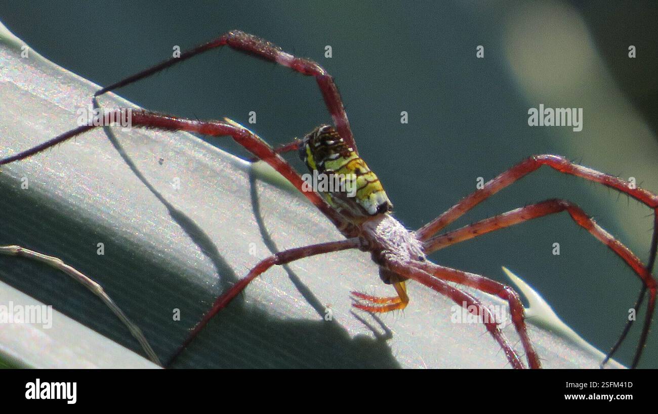 Mangrove Saint Andrew's Cross Spider (Argiope mangal), Arachnida, Краби ...