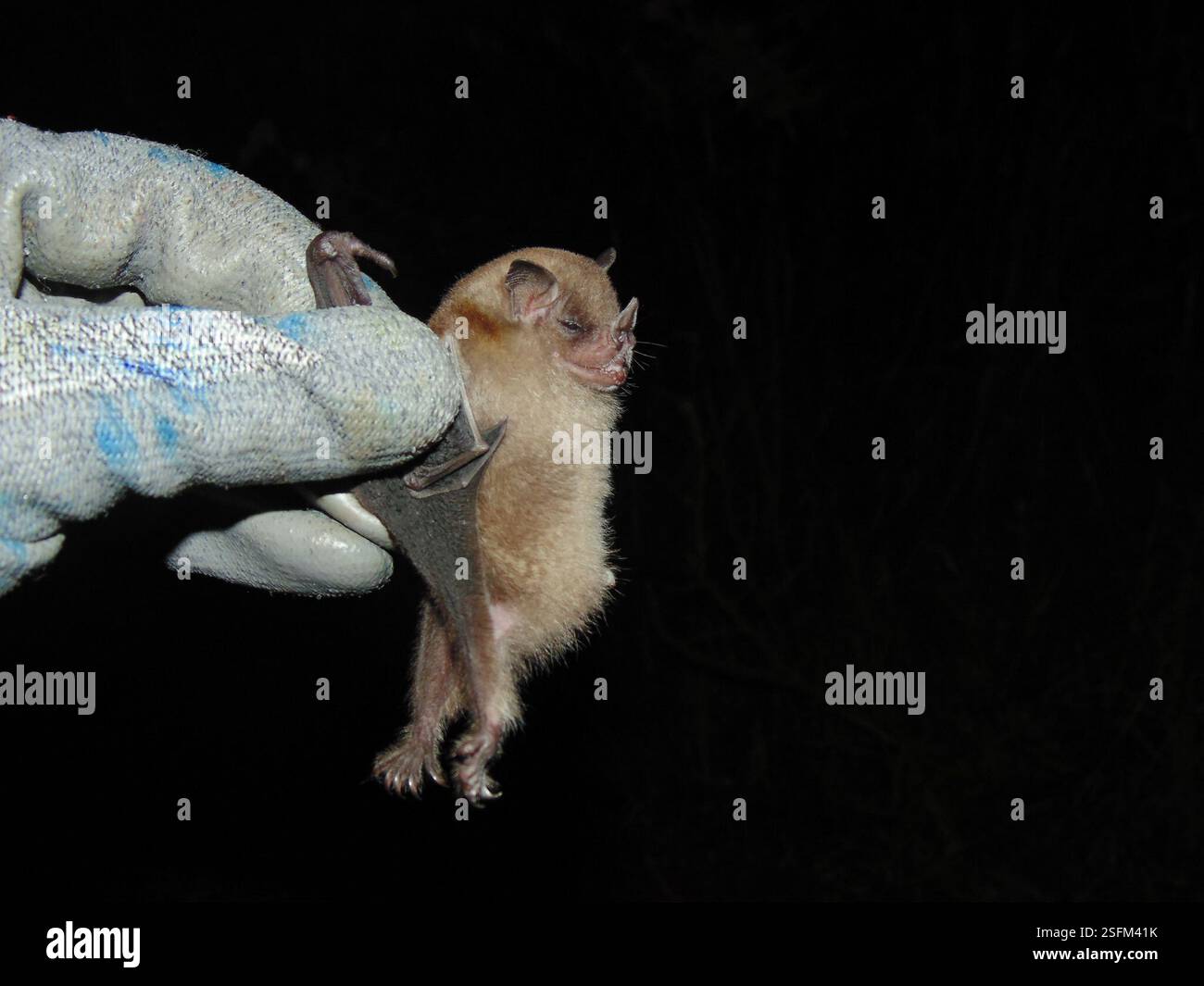 Little Yellow-shouldered Bat (Sturnira lilium), Mammalia, Urubici - SC ...