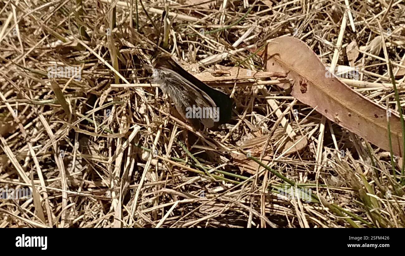 Golden Sunmoth (Synemon plana), Insecta, Melbourne VIC, Australia Stock ...
