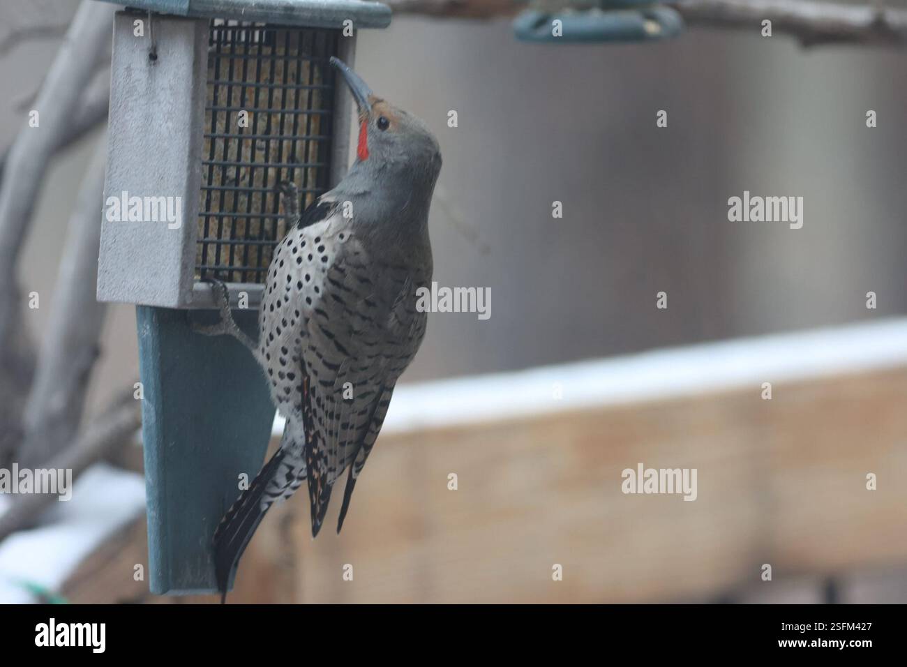Northern Flicker (Colaptes auratus), Aves, Arizona Ave & Country Ln N ...