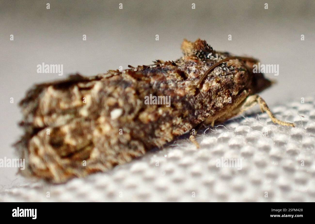 False Codling Moth (Thaumatotibia leucotreta), Insecta, Santo Antão ...