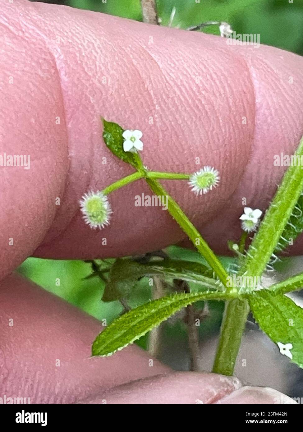 catchweed bedstraw (Galium aparine), Plantae, Lake Rd, Belton, TX, US ...
