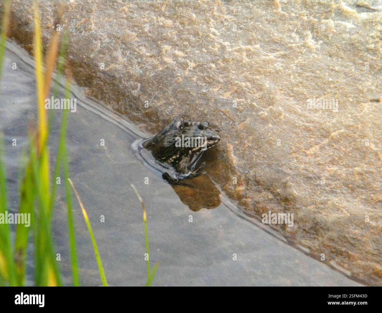 Cape River Frog (Amietia fuscigula), Amphibia, Palmiet river trail ...