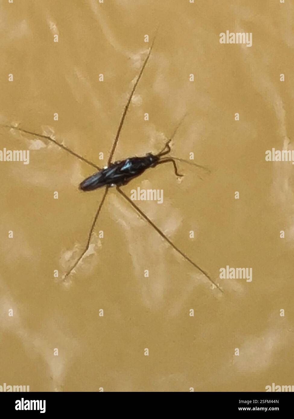 Striped Pond Skaters (Limnogonus), Insecta, Brokopondo, SR Stock Photo ...