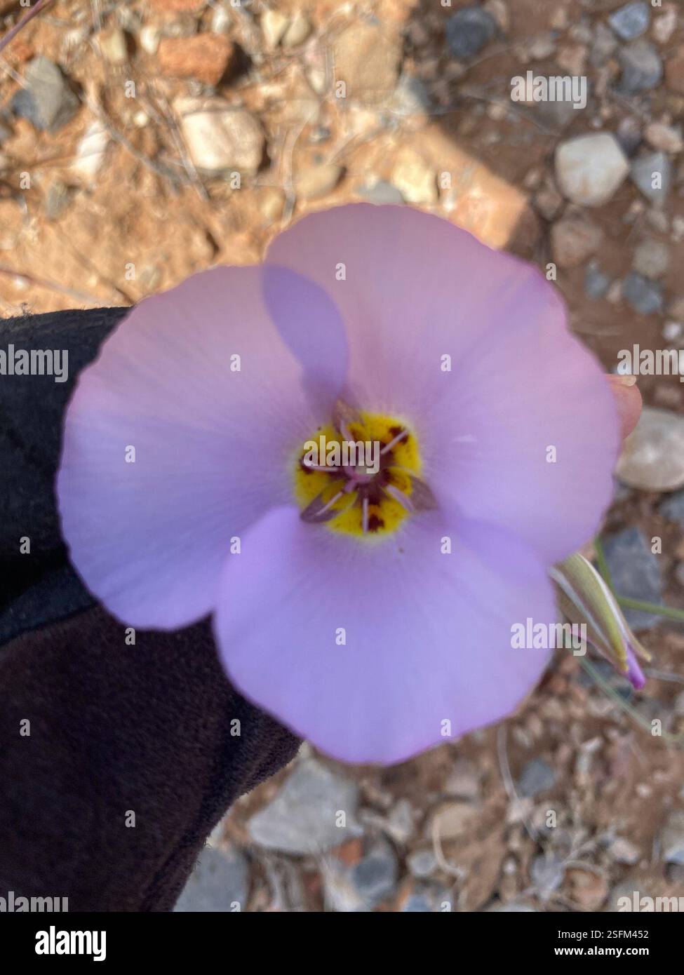 winding mariposa lily (Calochortus flexuosus), Plantae, W Old Highway ...
