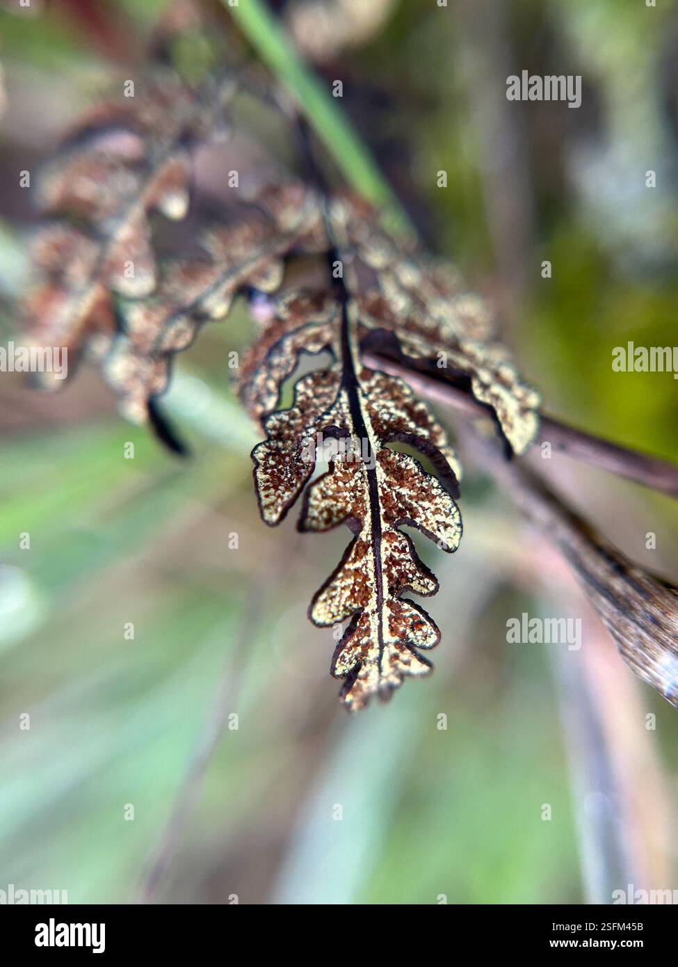 goldback fern (Pentagramma triangularis), Plantae, El Chorro Regional ...