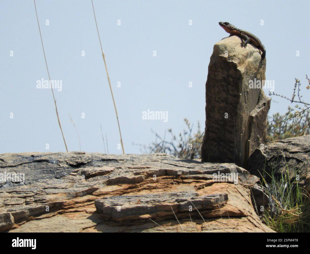 Karoo Girdled Lizard (Karusasaurus polyzonus), Reptilia, Ubuntu Local ...