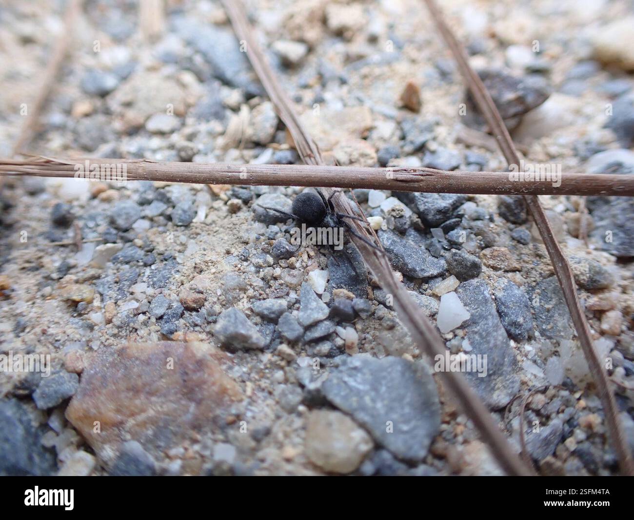 Spiders (Araneae), Arachnida, Mount Carbine QLD 4871, Australia Stock ...