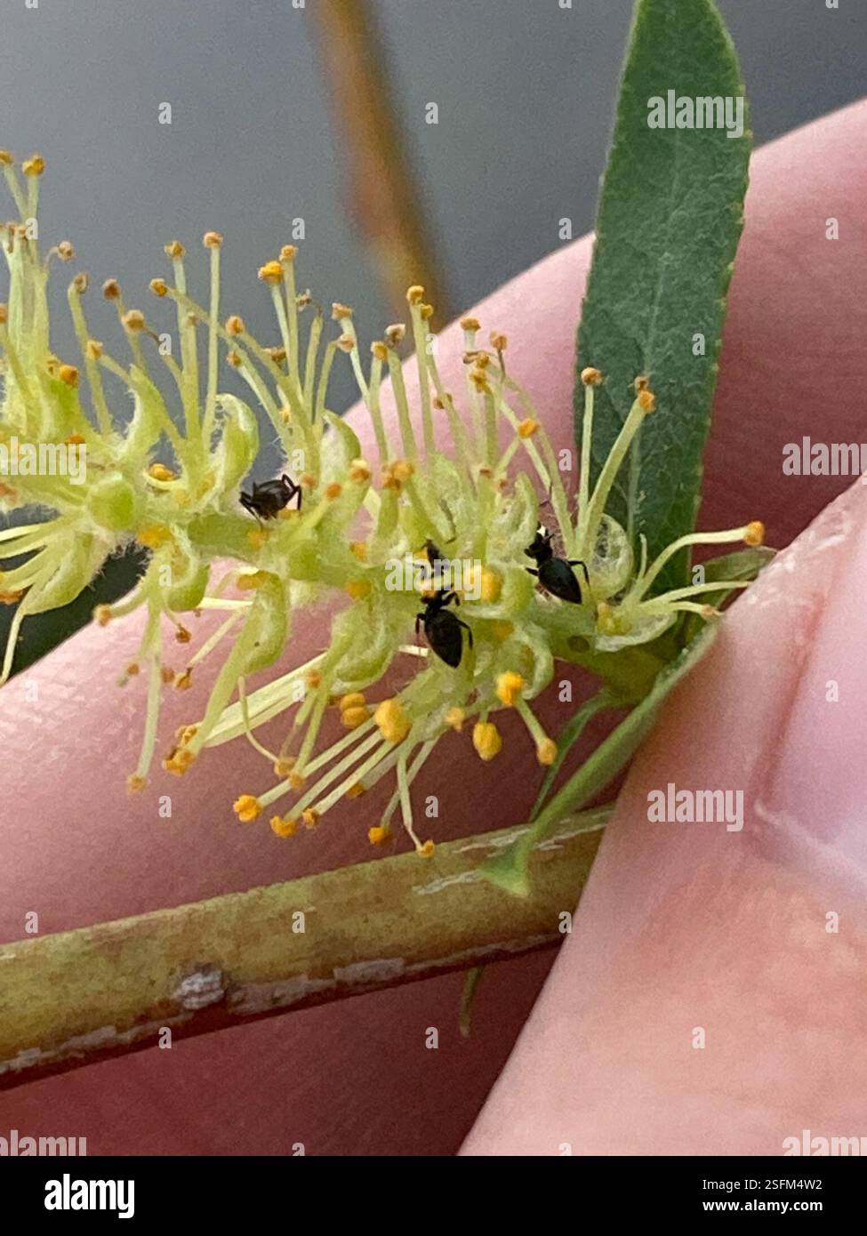 Difficult White-footed Ant (Technomyrmex difficilis), Insecta, Florida ...