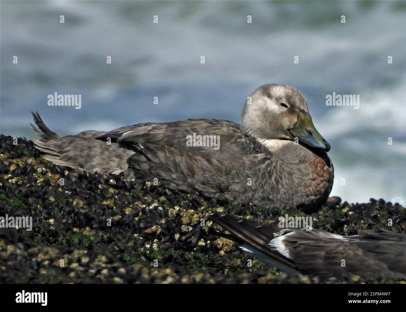 White-headed Steamer Duck (Tachyeres leucocephalus), Aves, Florentino ...