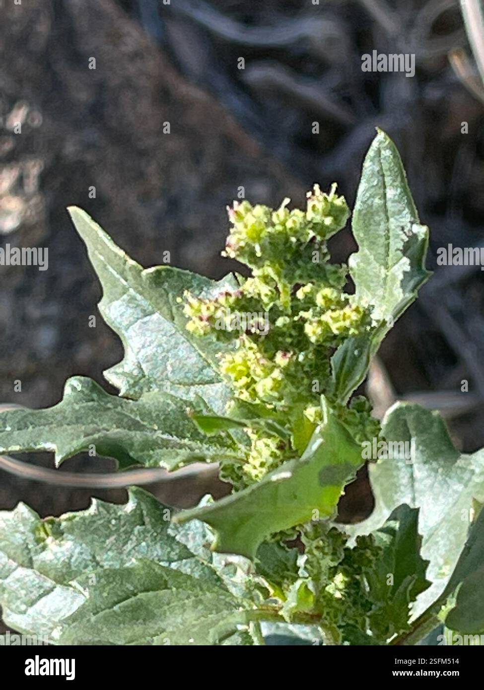 nettle-leaved goosefoot (Chenopodiastrum murale), Plantae, Tilting T Dr ...