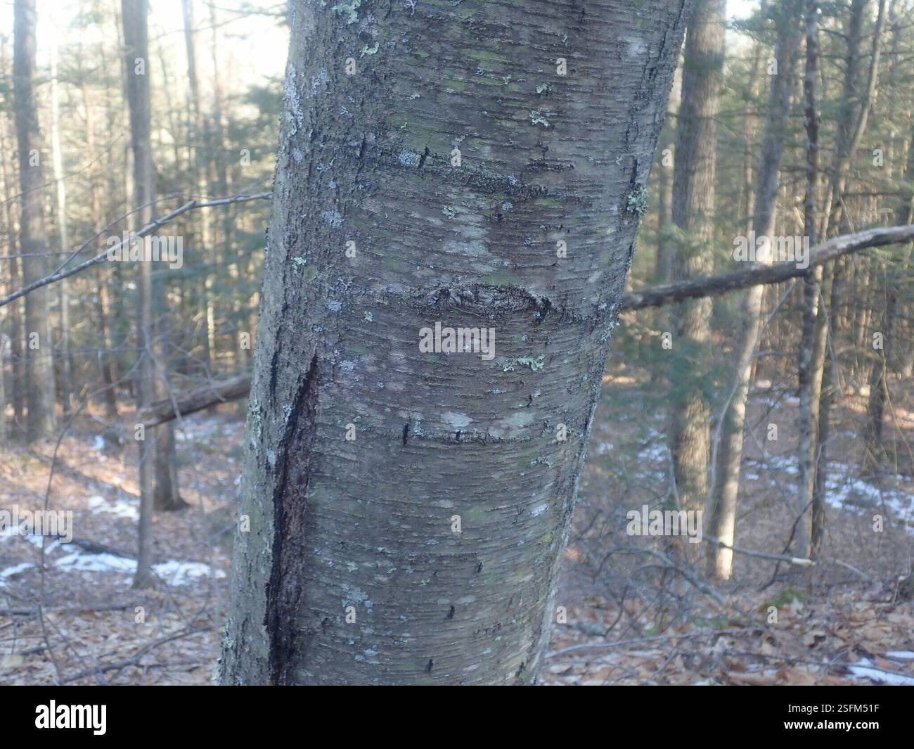 sweet birch (Betula lenta), Plantae, New Salem, MA, USA Stock Photo - Alamy