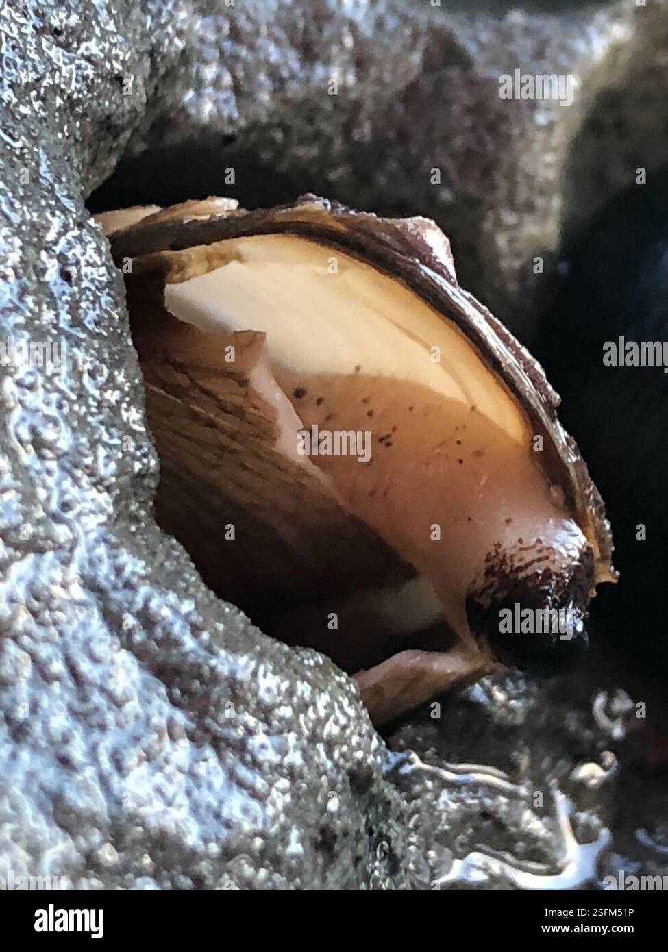 Flat-tip Piddock (Penitella penita), Mollusca, W Cliff Dr, Santa Cruz ...