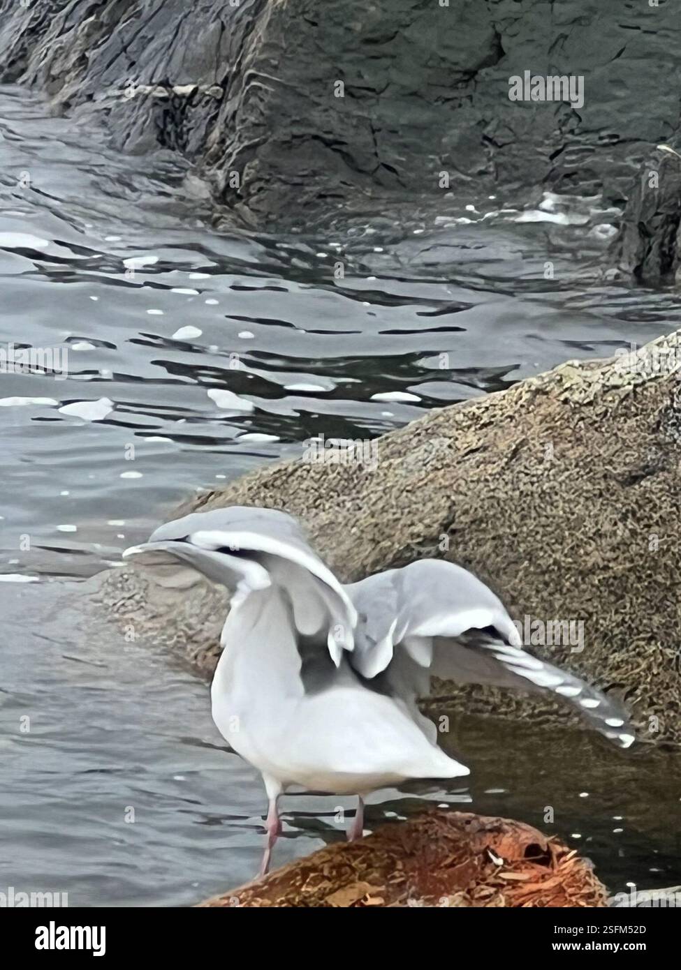 Olympic Gull (Larus glaucescens × occidentalis), Aves, Uplands Park ...