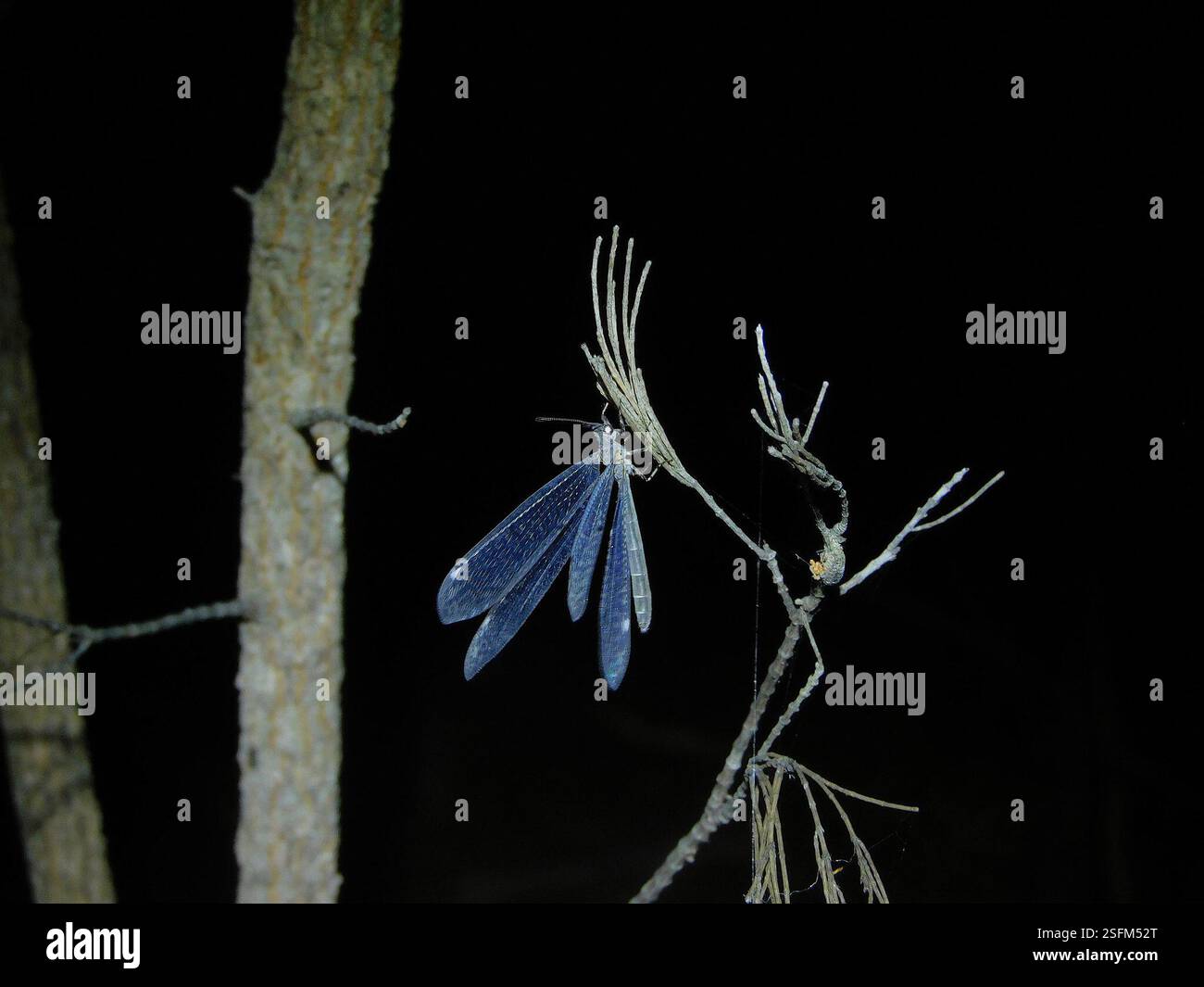 (Bandidus vafer), Insecta, Hobart TAS, Australia Stock Photo - Alamy