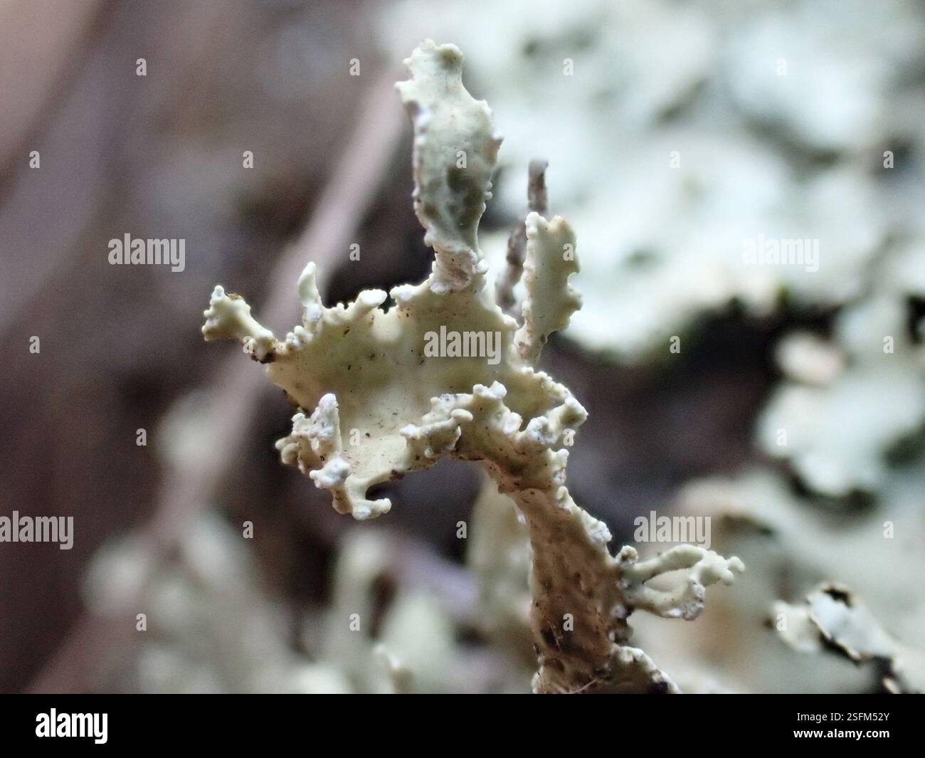 bushy lichens, sea-fog lichens, and allies (Ramalinaceae), Fungi, Santo ...