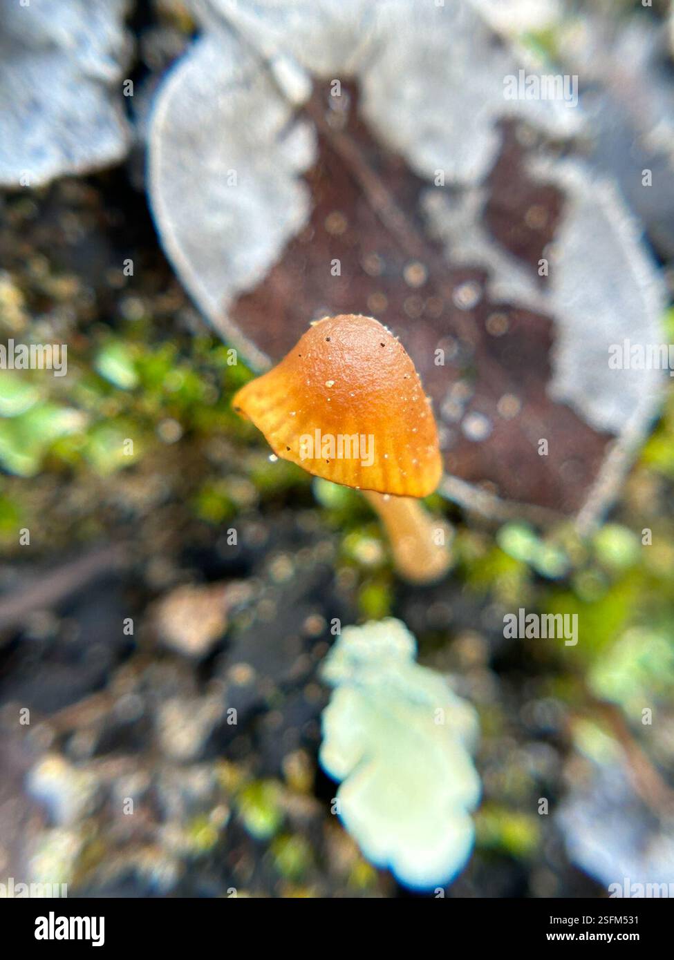 Moss Bells (Galerina), Fungi, Montaña de Oro State Park, Los Osos, CA ...