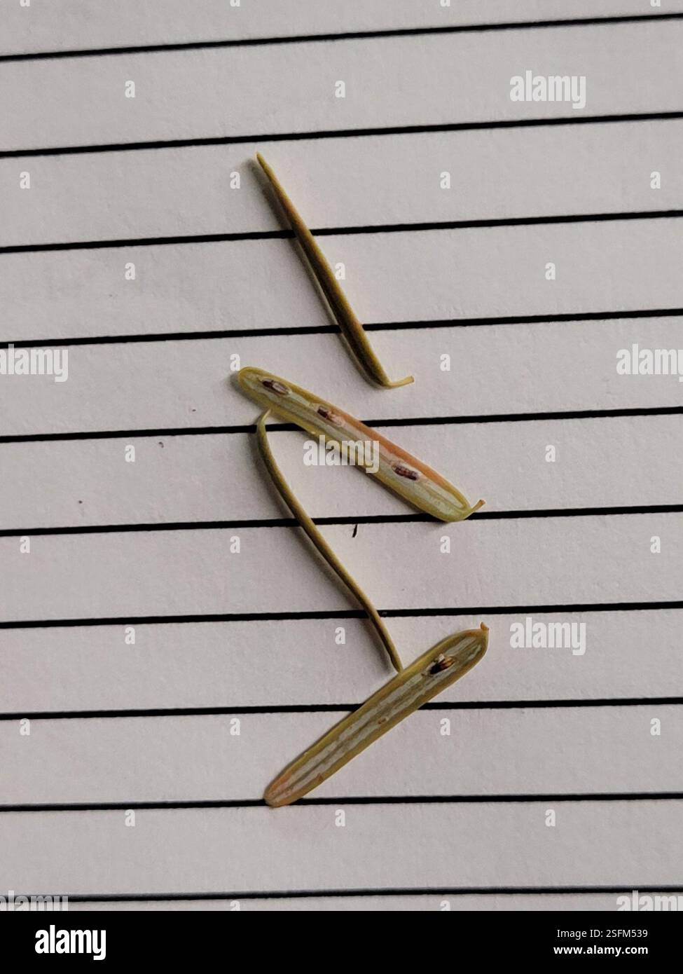 Elongate hemlock scale (Fiorinia externa), Insecta, Ohio, US, Tsuga ...