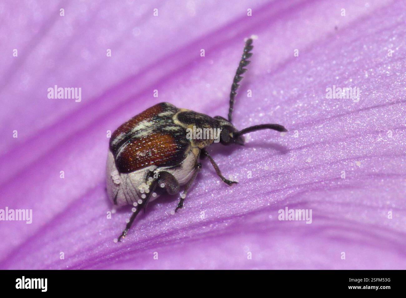 Large-horned Bruchids (Megacerus), Insecta, Galatéia, Pelotas - RS ...