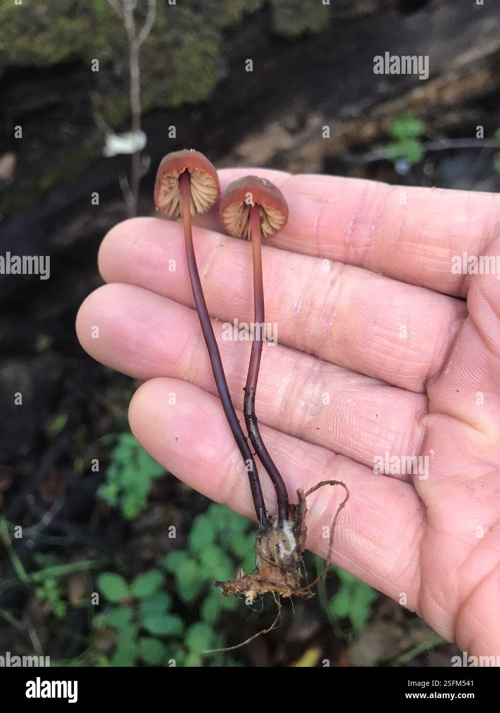 red pinwheel (Marasmius plicatulus), Fungi, Marin County, CA, USA Stock ...