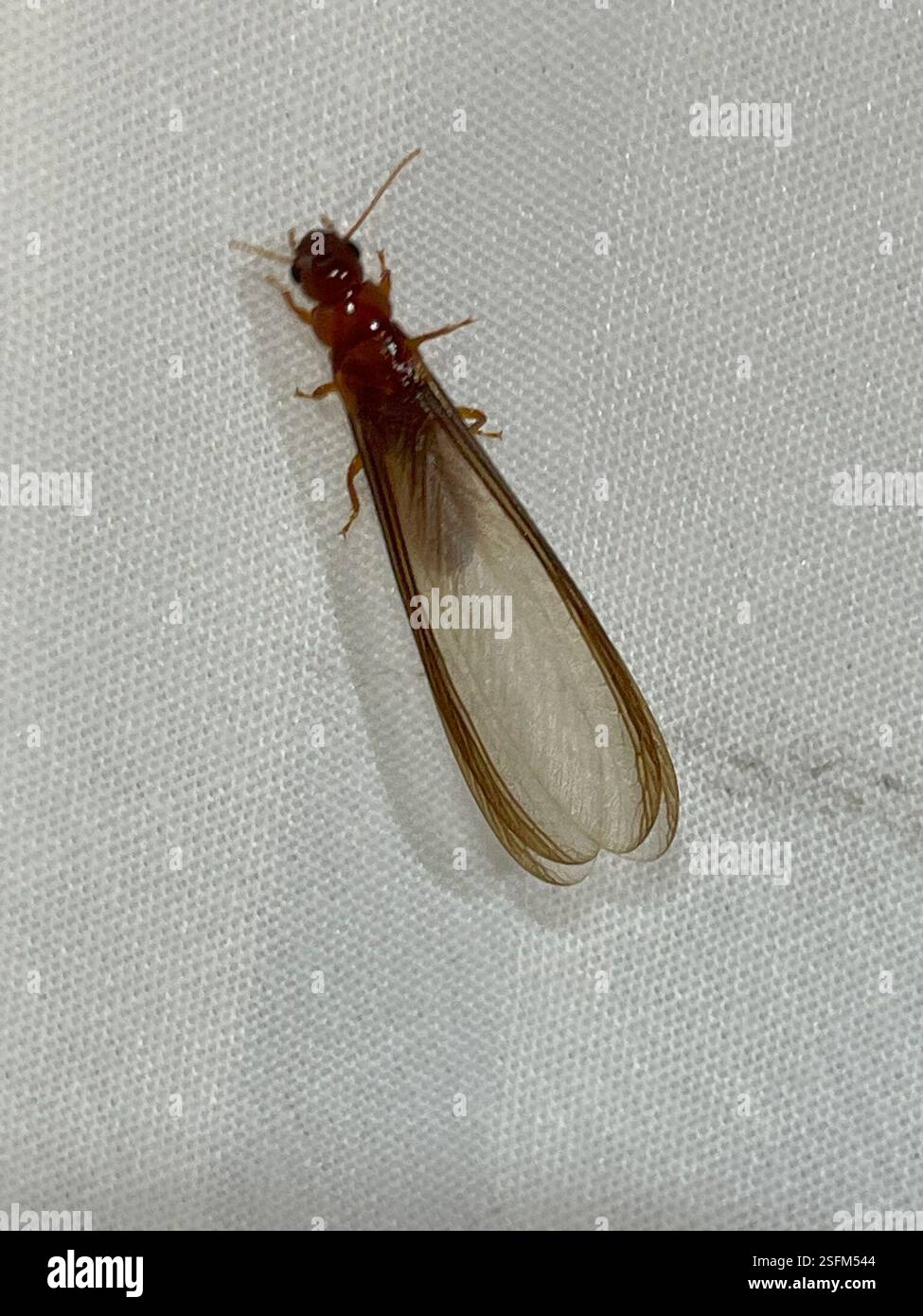 Drywood Termites (Kalotermitidae), Insecta, Dharawal National Park ...