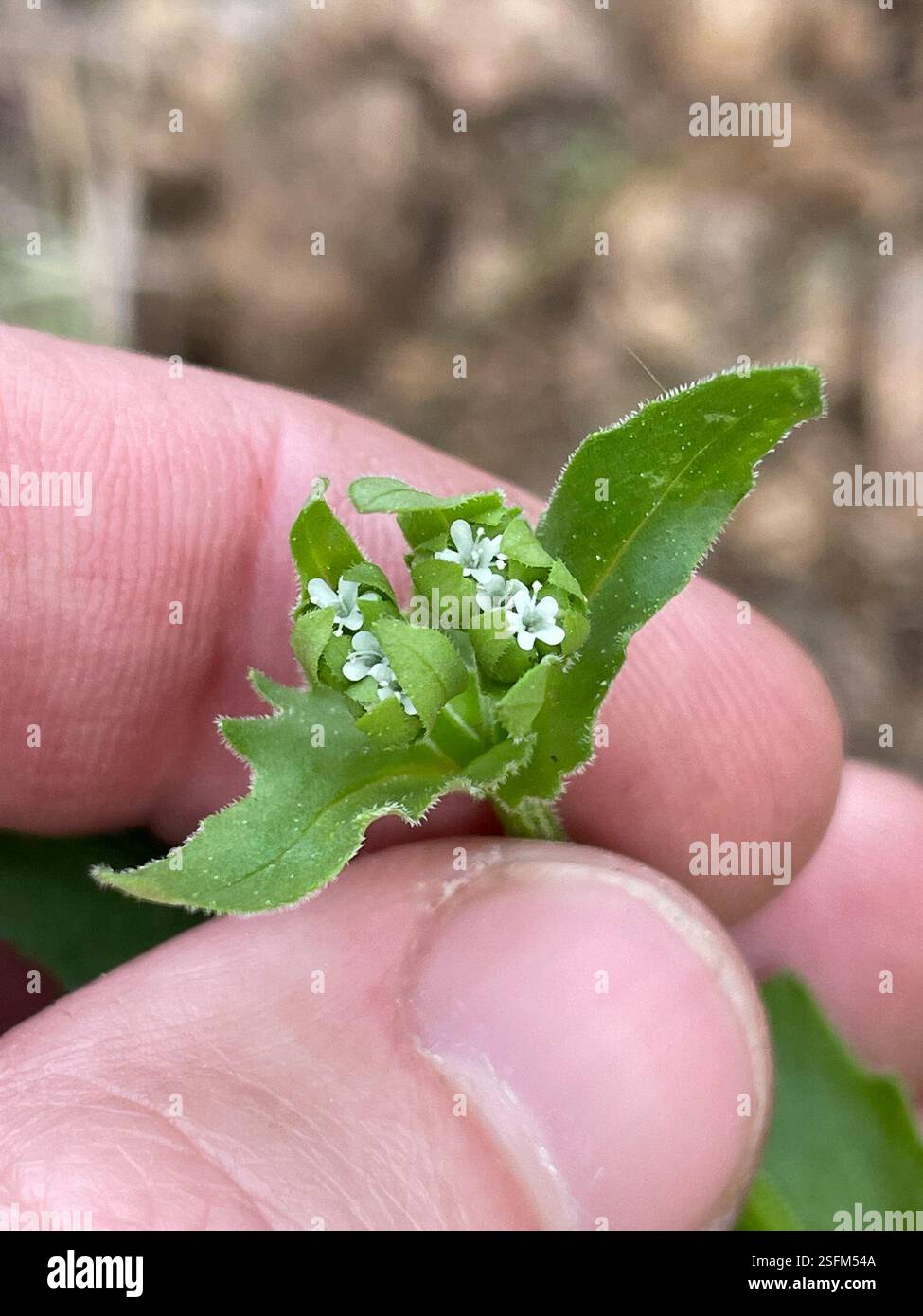 beaked cornsalad (Valerianella radiata), Plantae, Natchez, MS, US Stock ...
