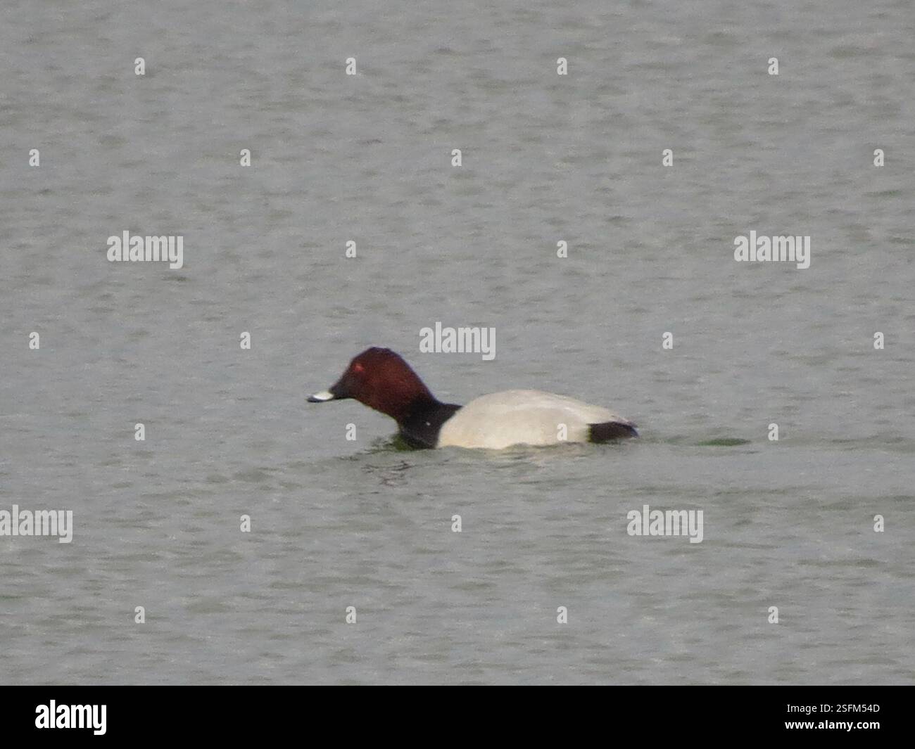 Common Pochard (Aythya ferina), Aves, RSPB Old Moor Stock Photo - Alamy