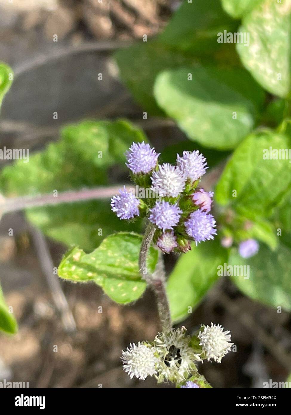 billygoat weed (Ageratum conyzoides), Plantae, Santo Antão, Cape Verde ...