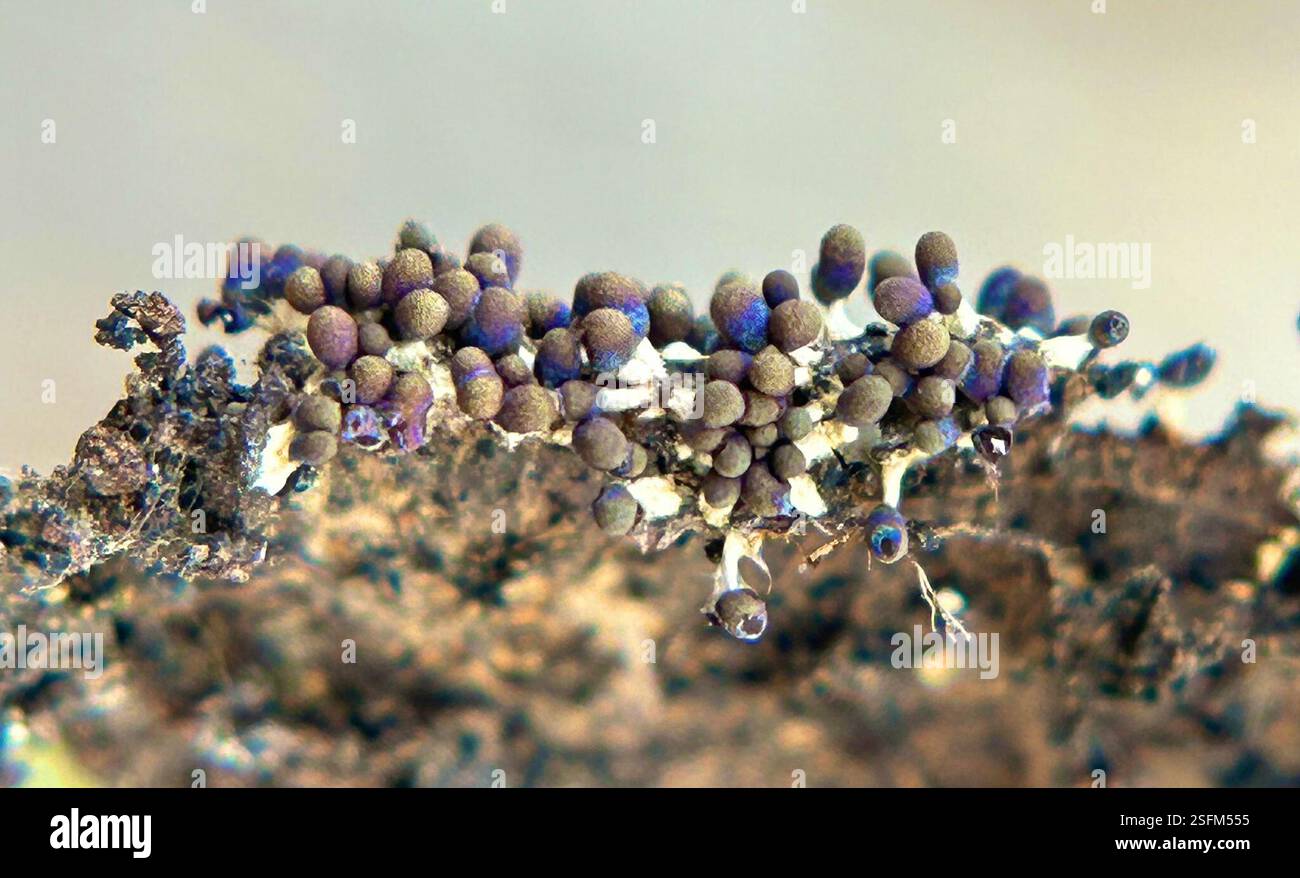 White-footed Slime (Diachea leucopodia), Protozoa, Montaña de Oro State ...