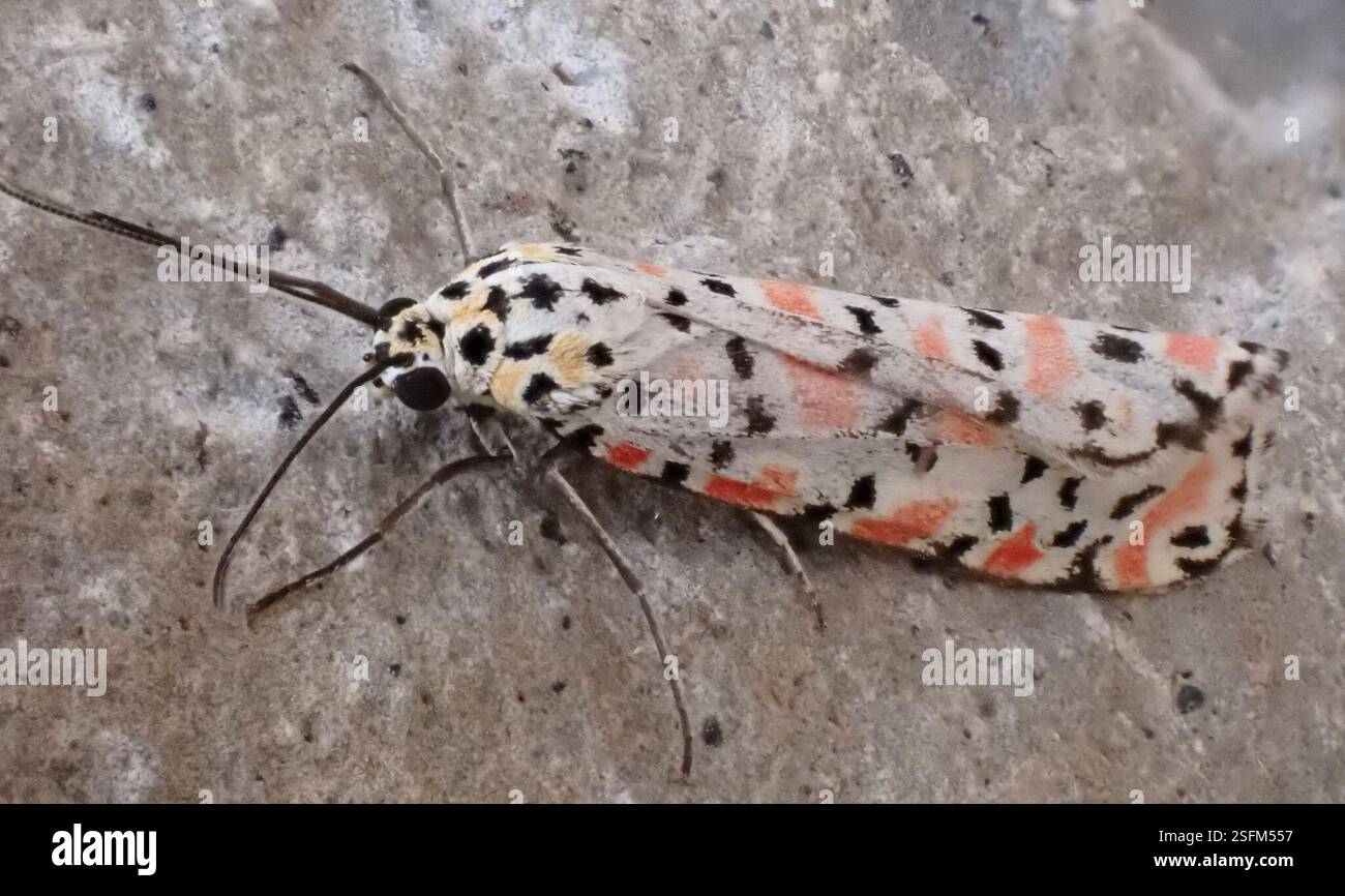 Crimson-speckled Flunkey (Utetheisa pulchella), Insecta, Santo Antão ...