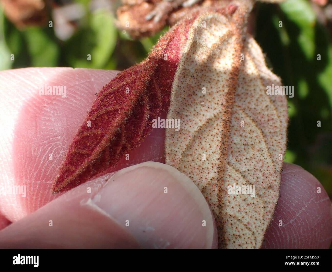 shrubby velvet-bush (Lasiopetalum macrophyllum), Plantae, Sisters Beach ...