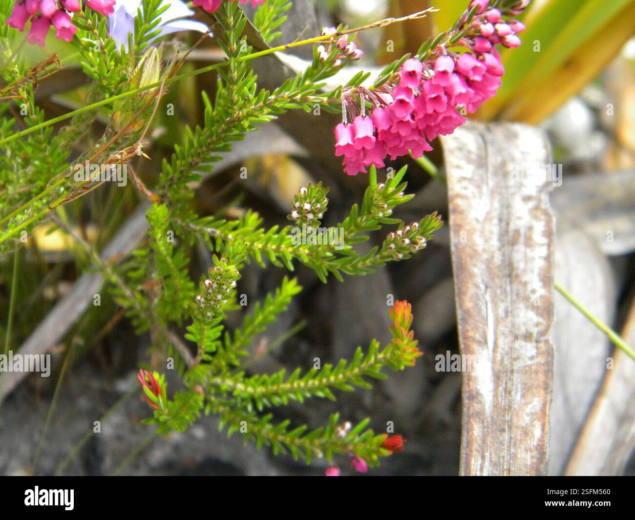 Beauty Heath (Erica pulchella), Plantae, Palmiet river trail, Kogelberg ...