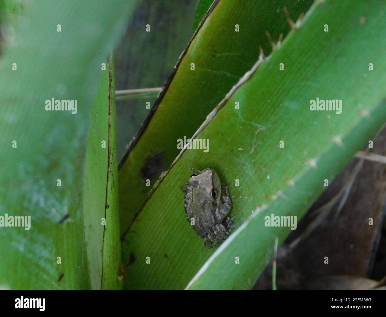 Argentine Snouted Tree Frog (Scinax granulatus), Amphibia, 55100 Bella ...