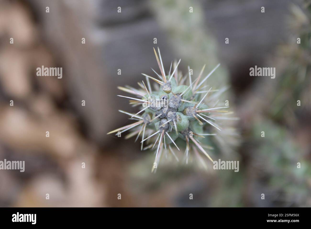 tree cholla (Cylindropuntia imbricata), Plantae, 5896 State Hwy 199 ...