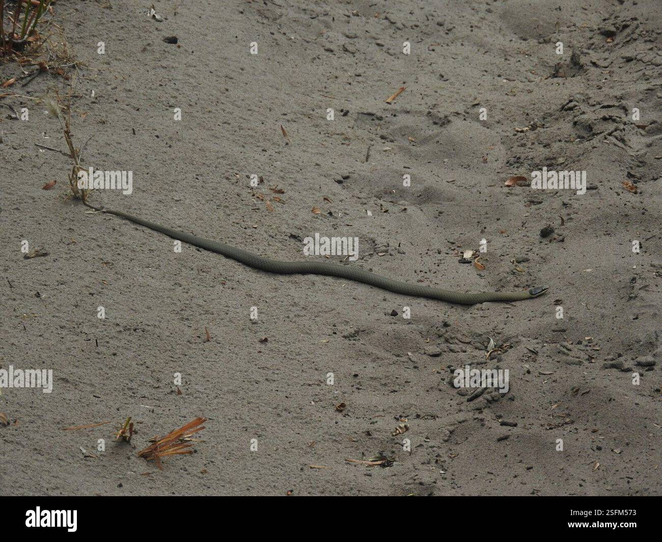 Crowned Snake (Elapognathus coronatus), Reptilia, Bremer Bay WA 6338 ...