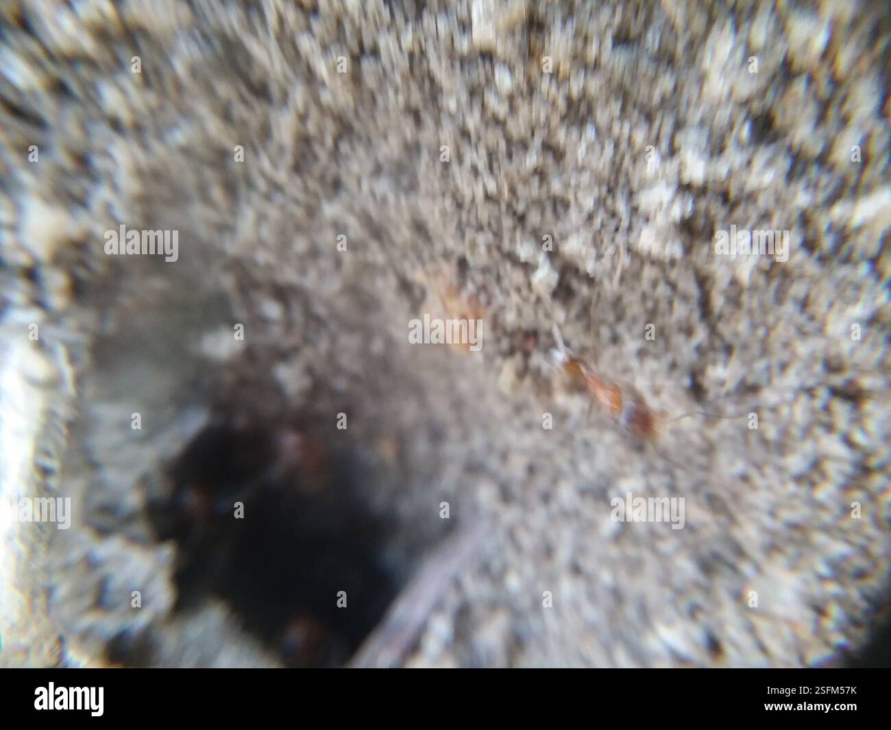 Buren's Pyramid Ant (Dorymyrmex bureni), Insecta, Savannah, GA, USA ...