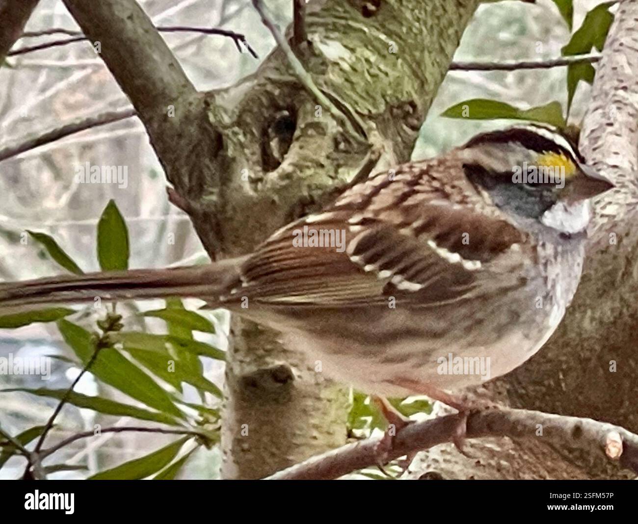 White-throated Sparrow (Zonotrichia albicollis), Aves, Mitchell St, Hillsborough, NC, US Stock ...