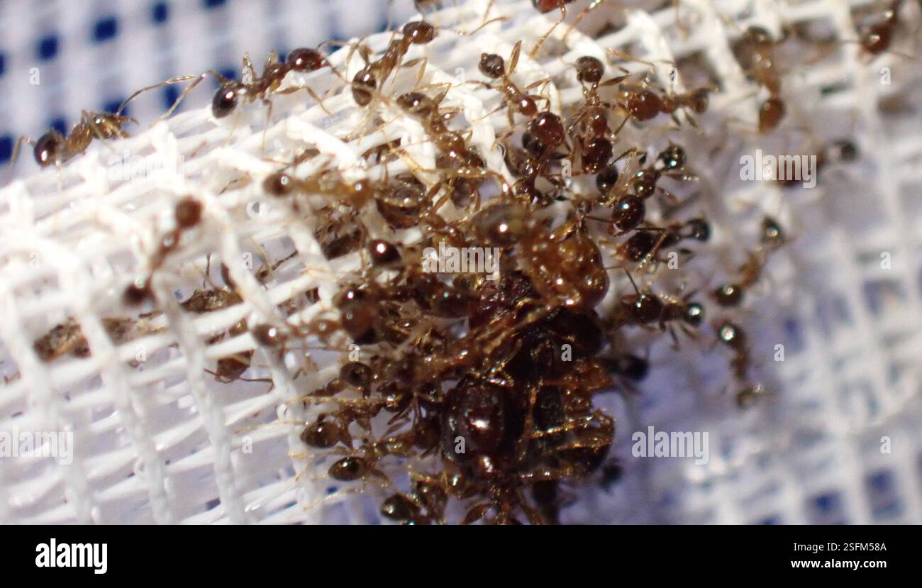 African Big-headed Ant (Pheidole megacephala), Insecta, São Vicente ...