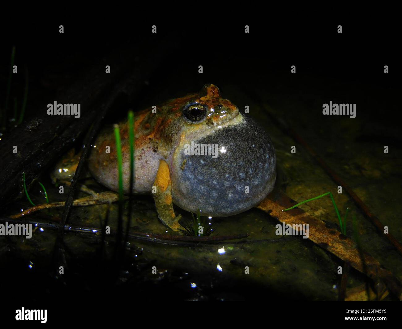 Common Eastern Froglet (Crinia signifera), Amphibia, Hobart TAS ...