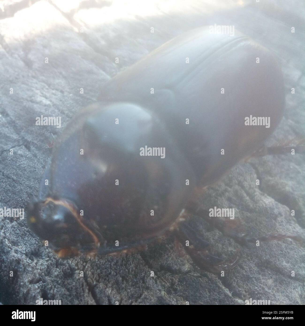 Greek rhinoceros beetle (Oryctes nasicornis kuntzeni), Insecta, Νέοι ...