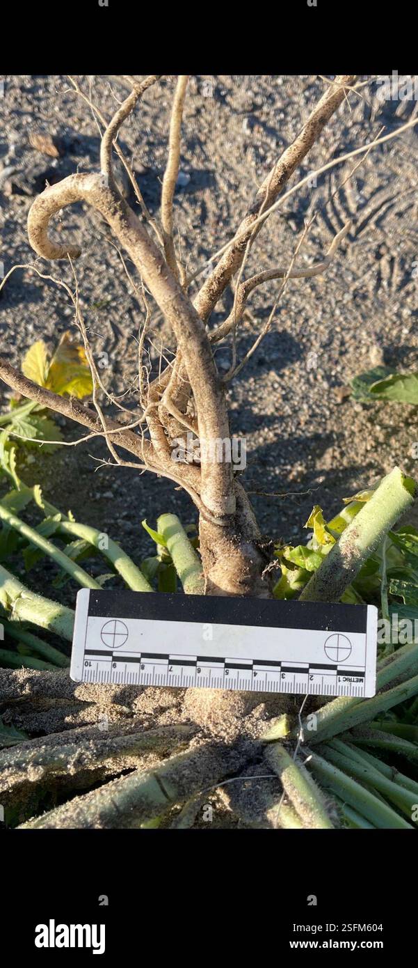 Saharan Mustard (Brassica tournefortii), Plantae, Borrego Springs, CA ...