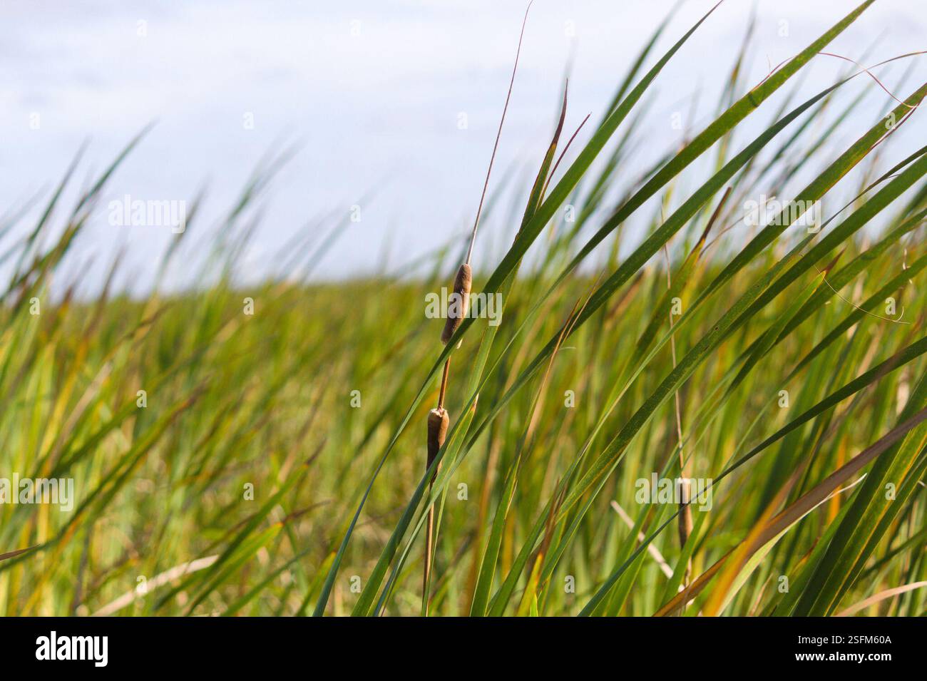 southern cattail (Typha domingensis), Plantae, Senandes - Rio Grande ...