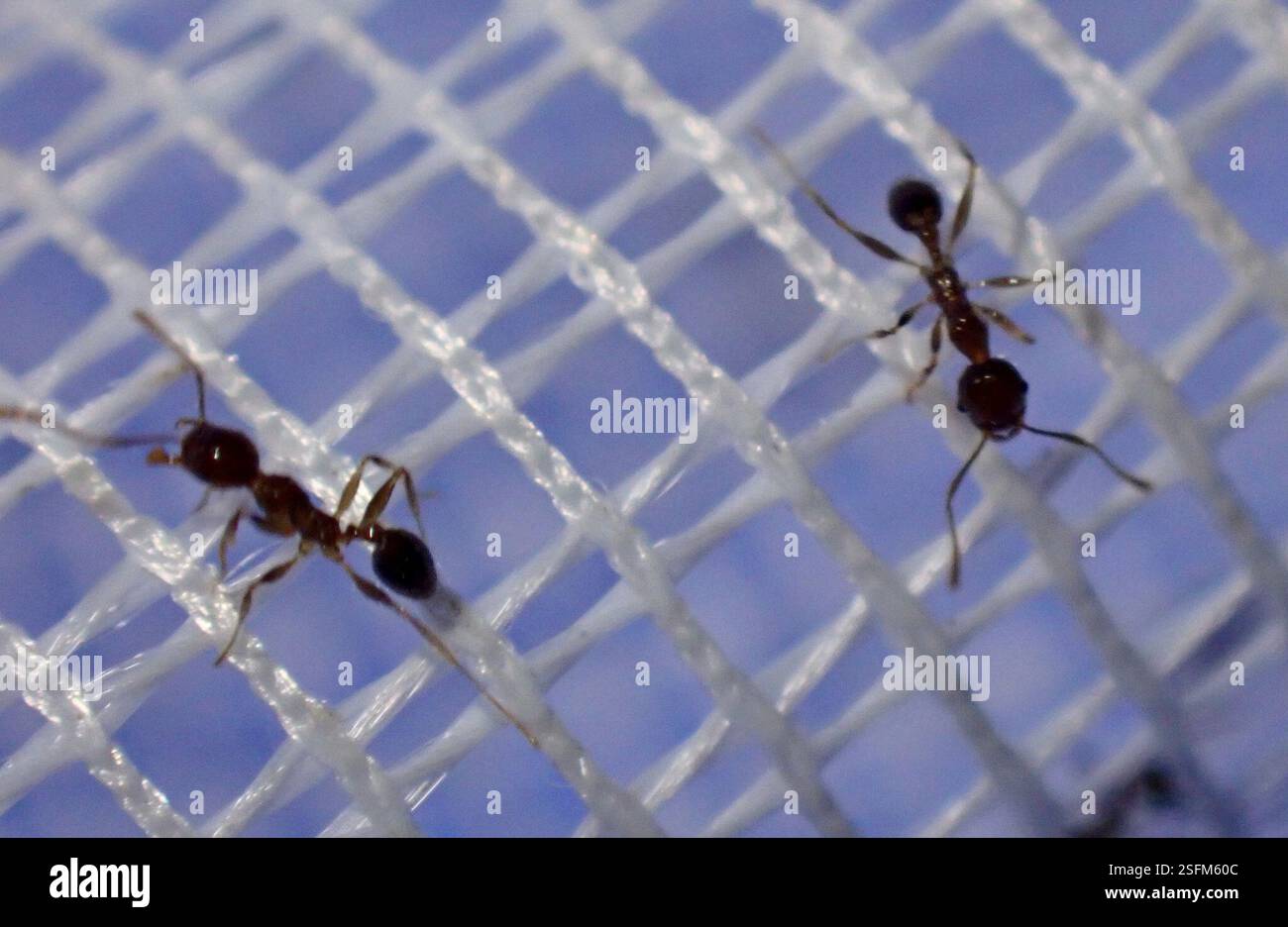 African Big-headed Ant (Pheidole megacephala), Insecta, São Vicente ...