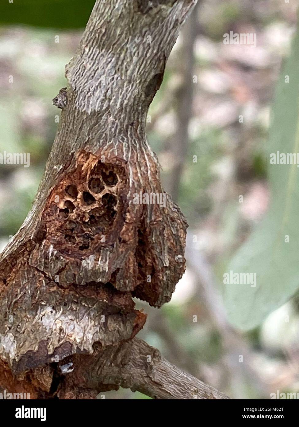 Southern Live Oak Stem Gall Wasp (Callirhytis quercusbatatoides ...