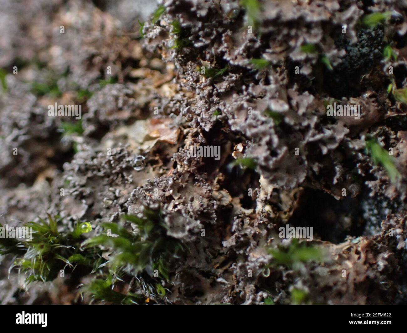 Silver-rimmed Shingle Lichen (Fuscopannaria pacifica), Fungi, Alberni ...