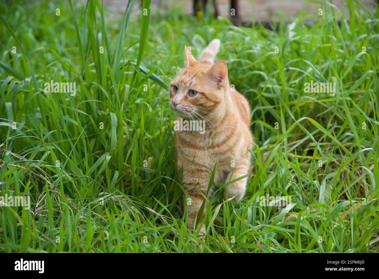 Ginger Tabby Cat Stock Photo - Alamy